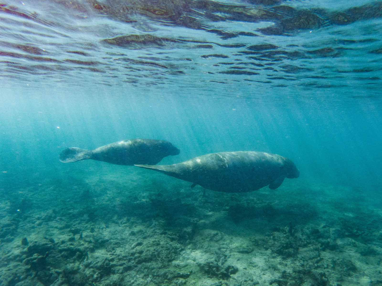How to See Manatees in Florida - abbyventure.com