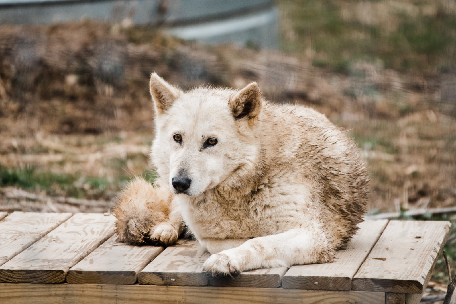 How to Visit the Wolf Sanctuary of Pennsylvania - abbyventure.com