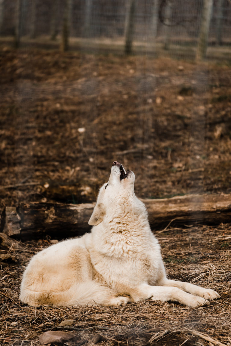 How to Visit the Wolf Sanctuary of Pennsylvania - abbyventure.com