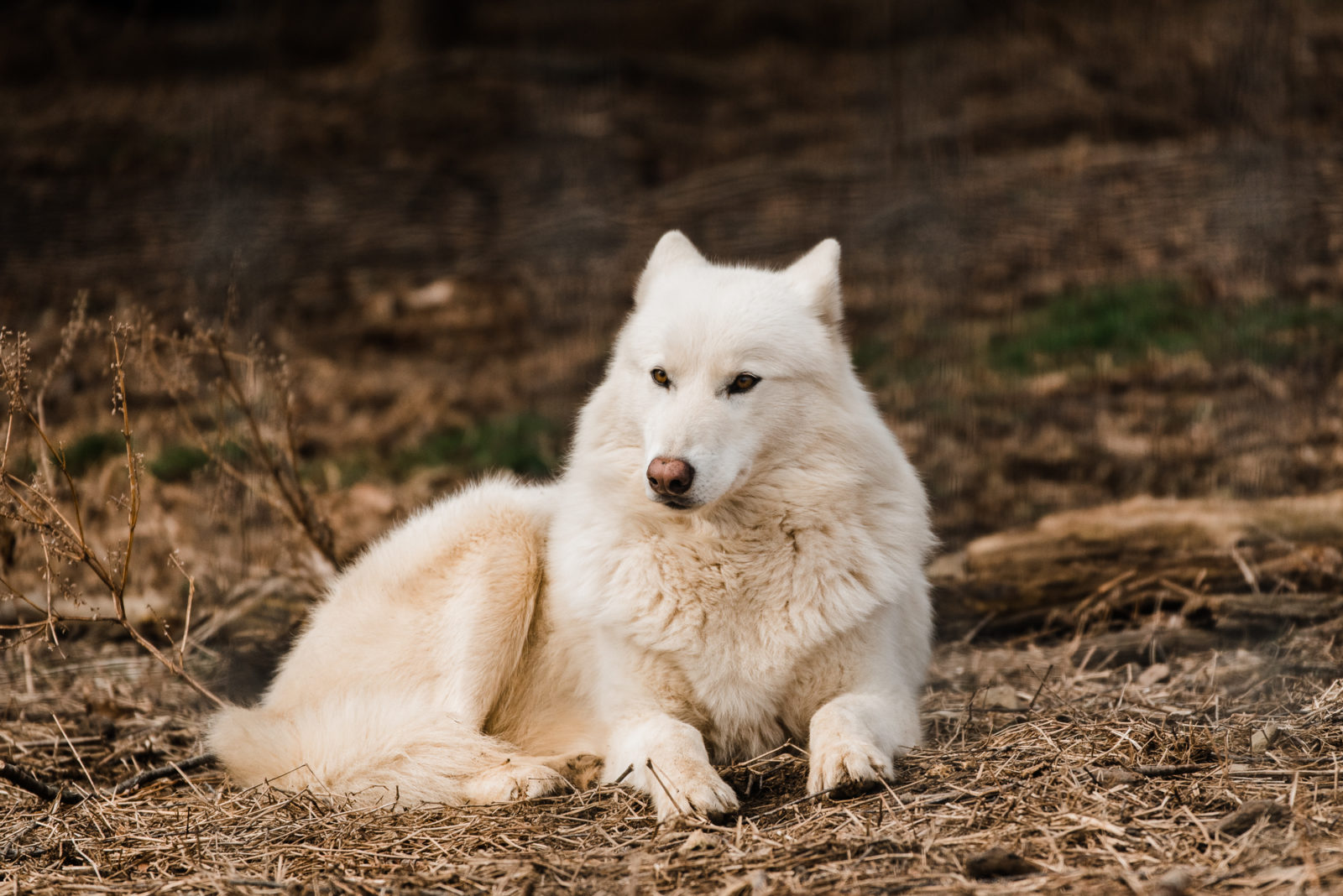 How to Visit the Wolf Sanctuary of Pennsylvania - abbyventure.com