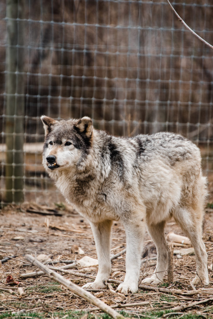 How to Visit the Wolf Sanctuary of Pennsylvania - abbyventure.com