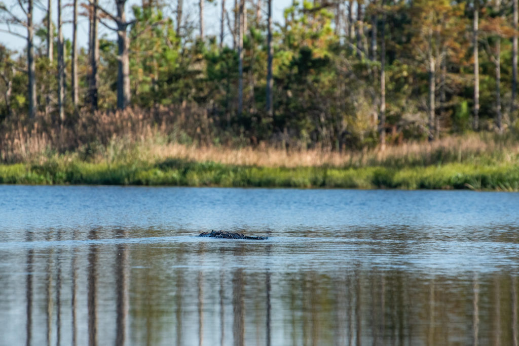 How to Kayak in Alligator River National Wildlife Refuge - abbyventure.com